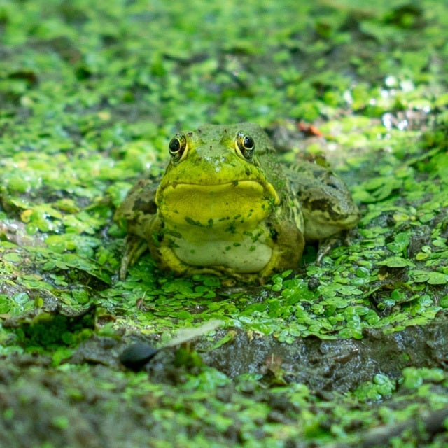 Elizabeth Barron Botanical Photography